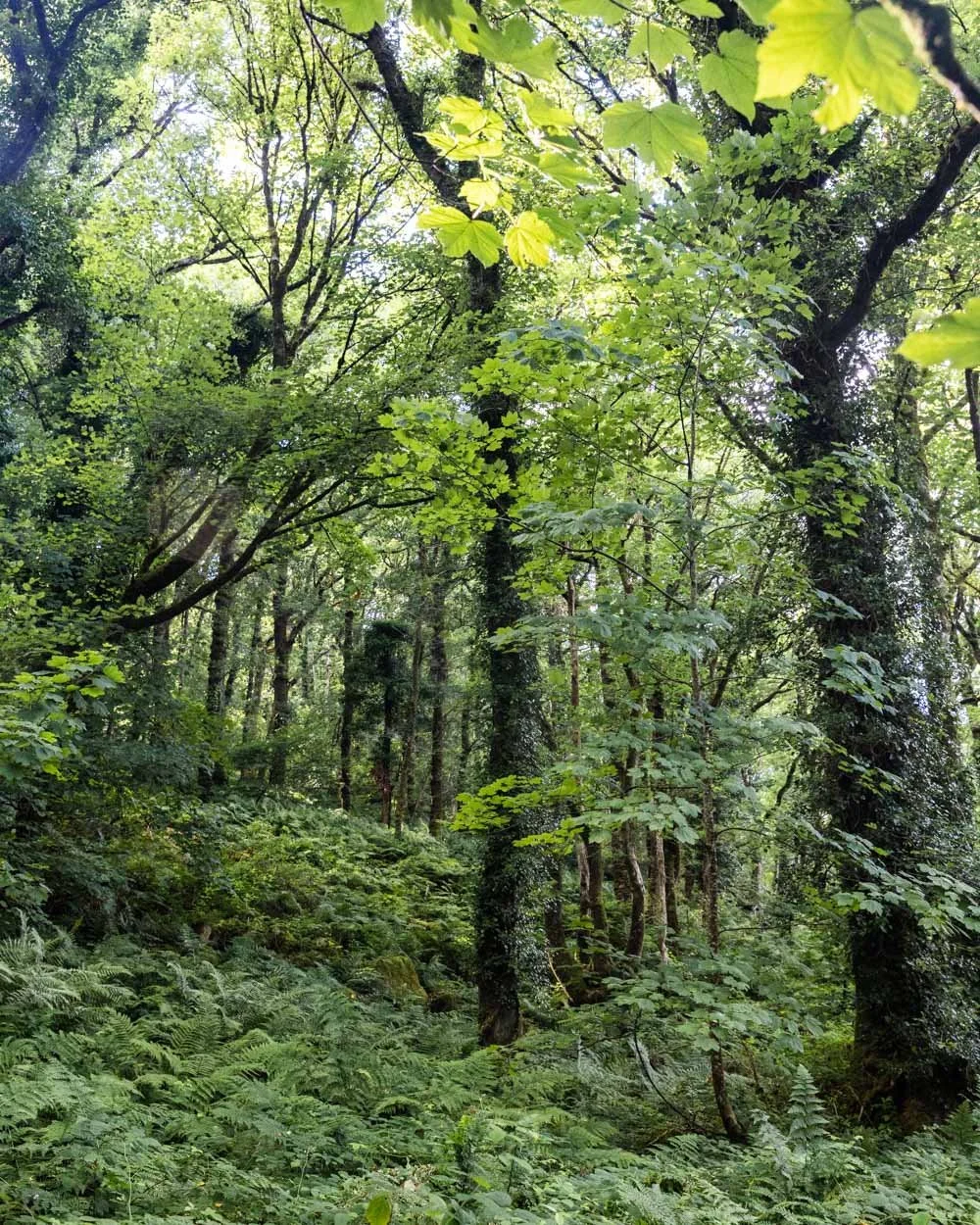 Sharrah Pool: is this the best wild swimming spot in Dartmoor? — Walk ...