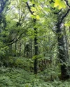 Sharrah Pool: is this the best wild swimming spot in Dartmoor? — Walk ...