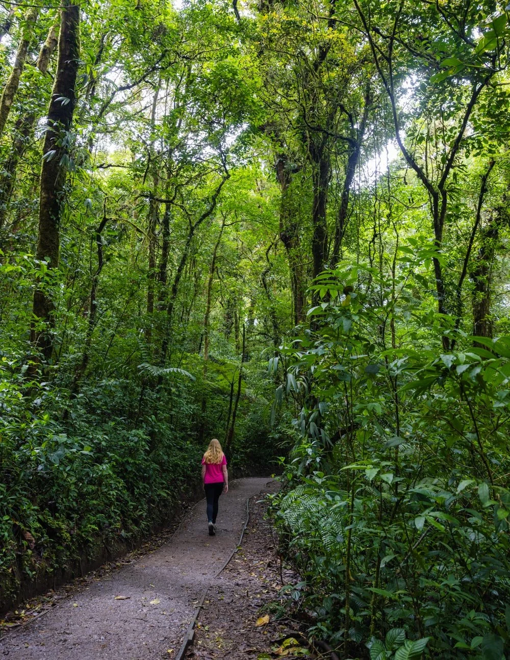 Monteverde Cloud Forest: 11 things to know before you visit — Walk My World