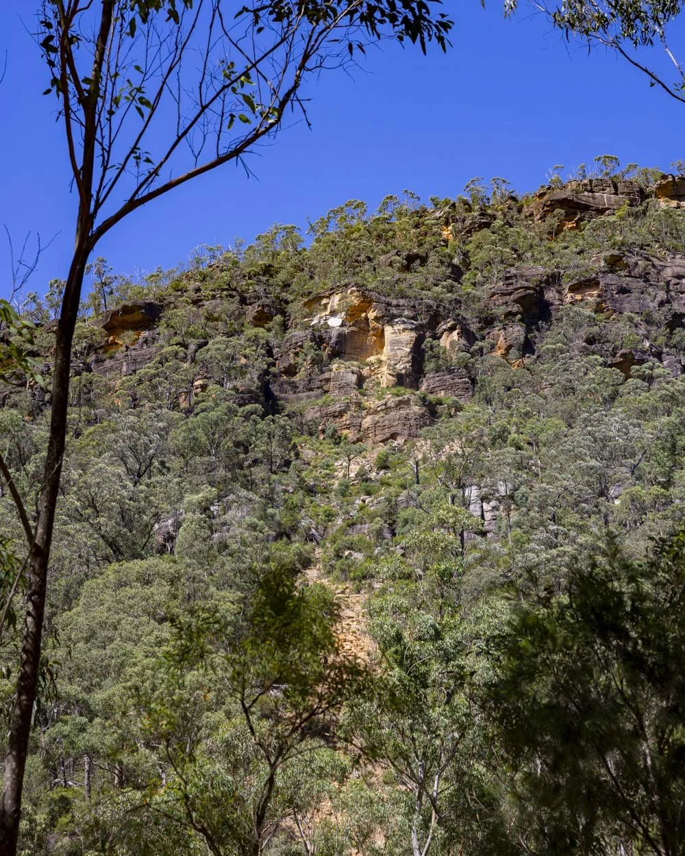 Couridjah Corridor Track: blue gums and wild swimming in the Southern ...