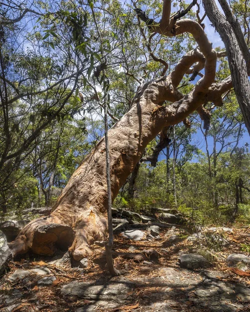 How to find the mysterious Gosford Glyphs via the shortest route — Walk ...