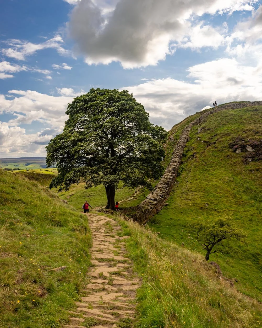 Sycamore Gap: Things to know before visiting & the shortest walk to get ...