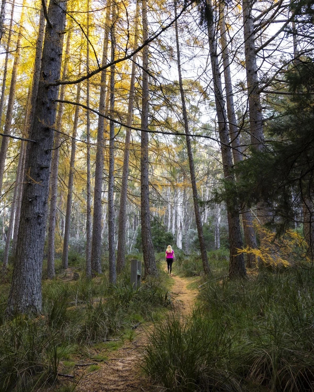 Bendora Arboretum: an amazing North American pine forest in Canberra ...