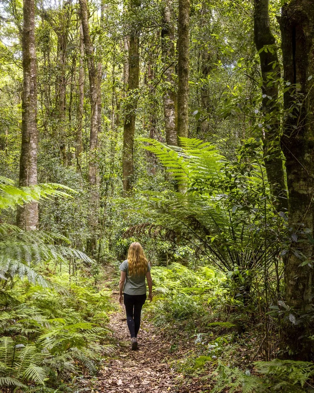 Happy Valley: a hidden waterfall grotto in Mount Wilson — Walk My World