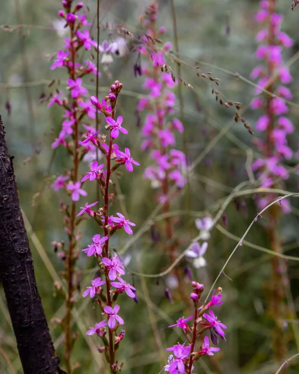 How to find the incredible boulder cavern at Legoland, Canberra — Walk ...