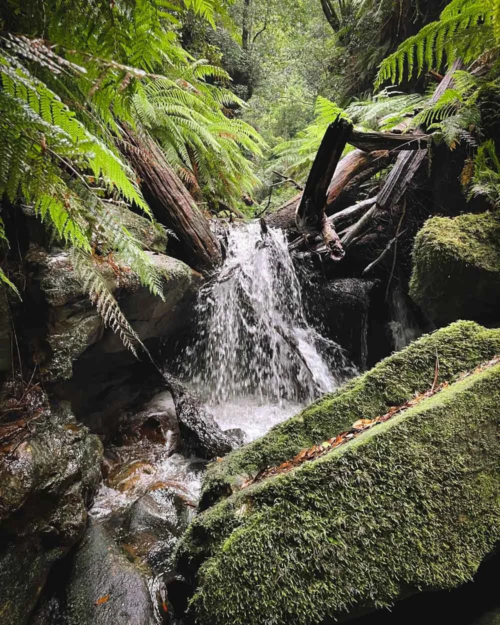 Happy Valley: a hidden waterfall grotto in Mount Wilson — Walk My World
