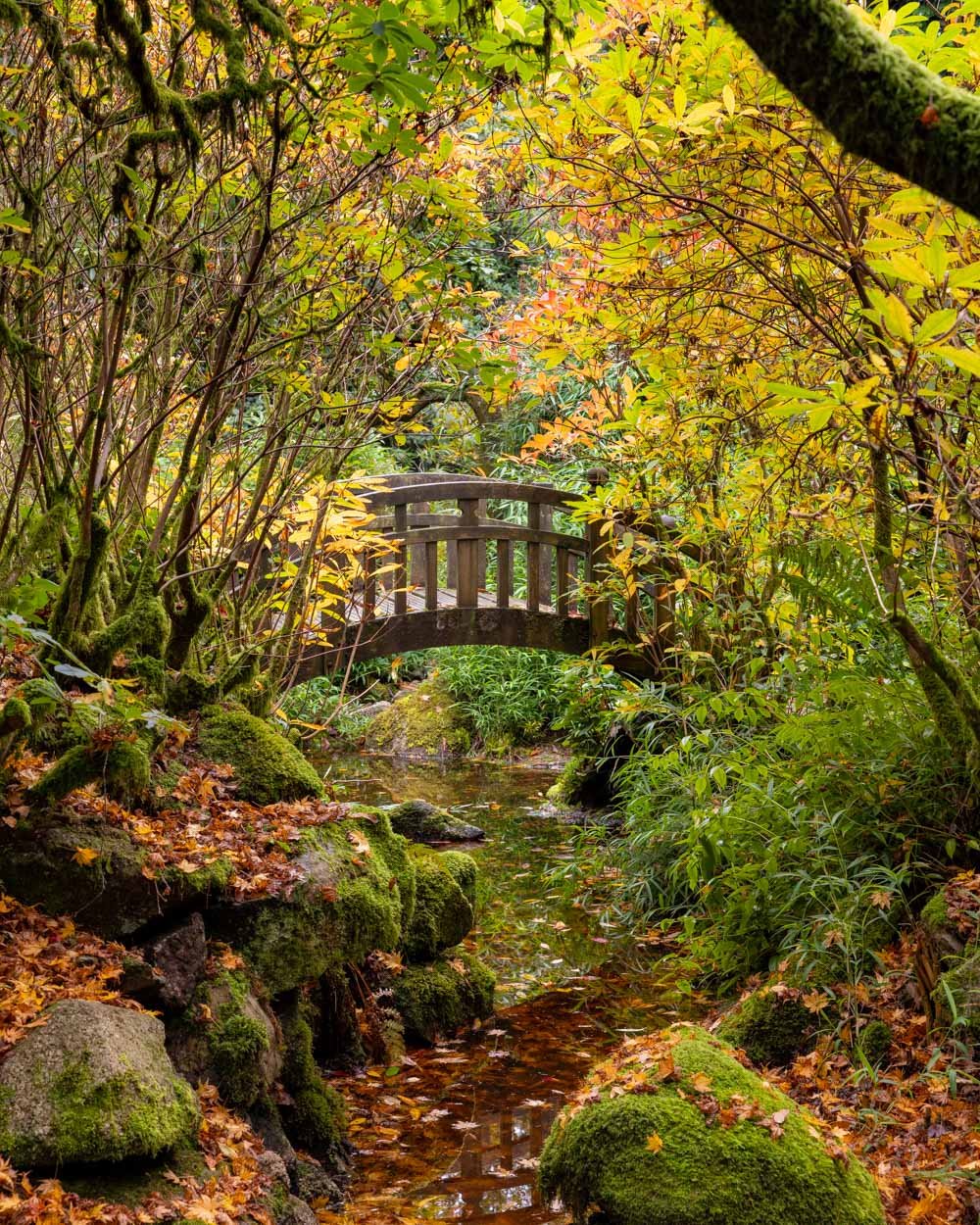 The Giggle Alley Japanese Garden: Eskdale's hidden autumn wonderland ...