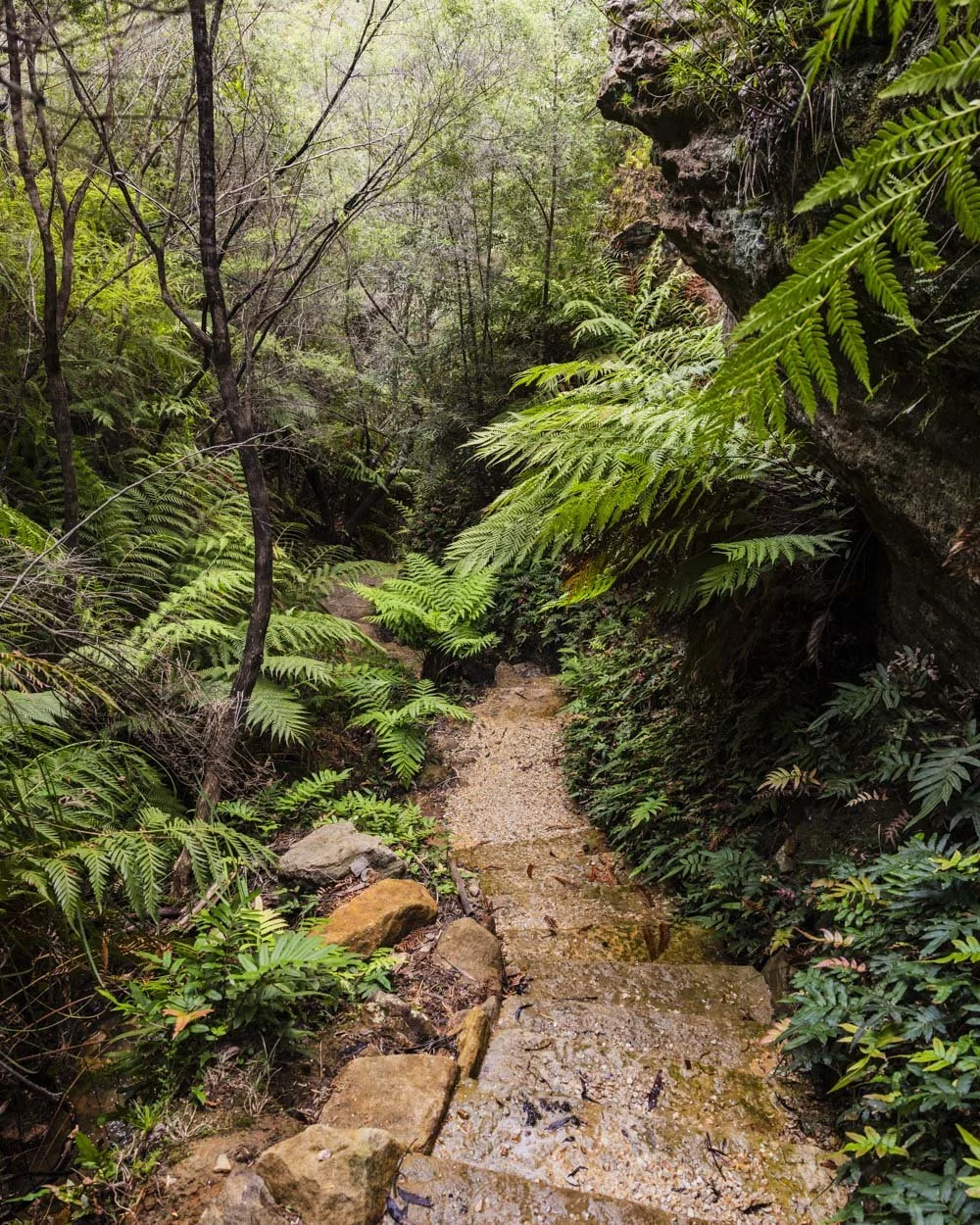 Walls Cave: an easy cave and canyon walk in Blackheath — Walk My World