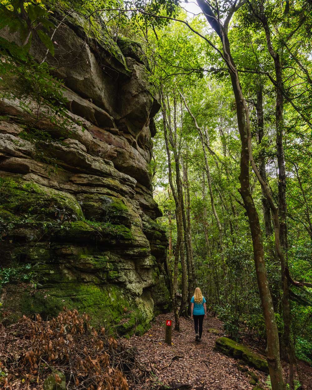 Bomaderry Creek: overhangs, mossy gullies and wild swimming in Nowra ...