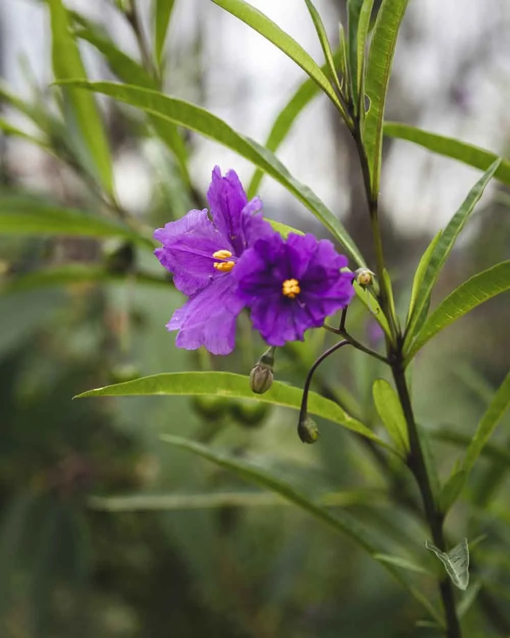 How to find the incredible boulder cavern at Legoland, Canberra — Walk ...