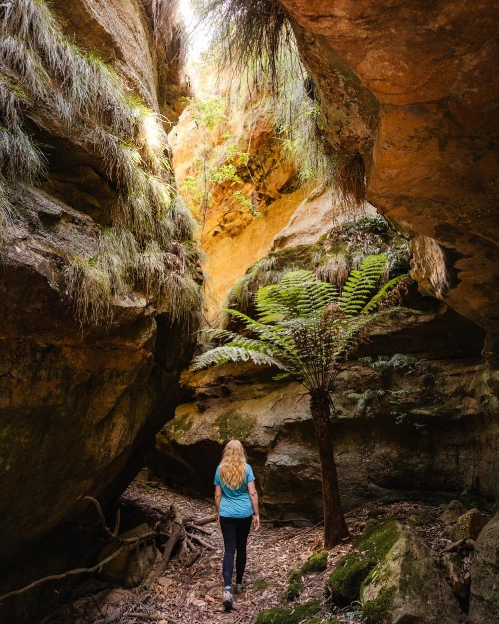 Ferntree Gully: a magical gully and rainforest walk near Mudgee — Walk ...