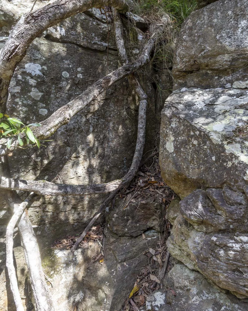 Lone Palm Pool: is this Kangaroo Valley's best hidden swimming spot ...