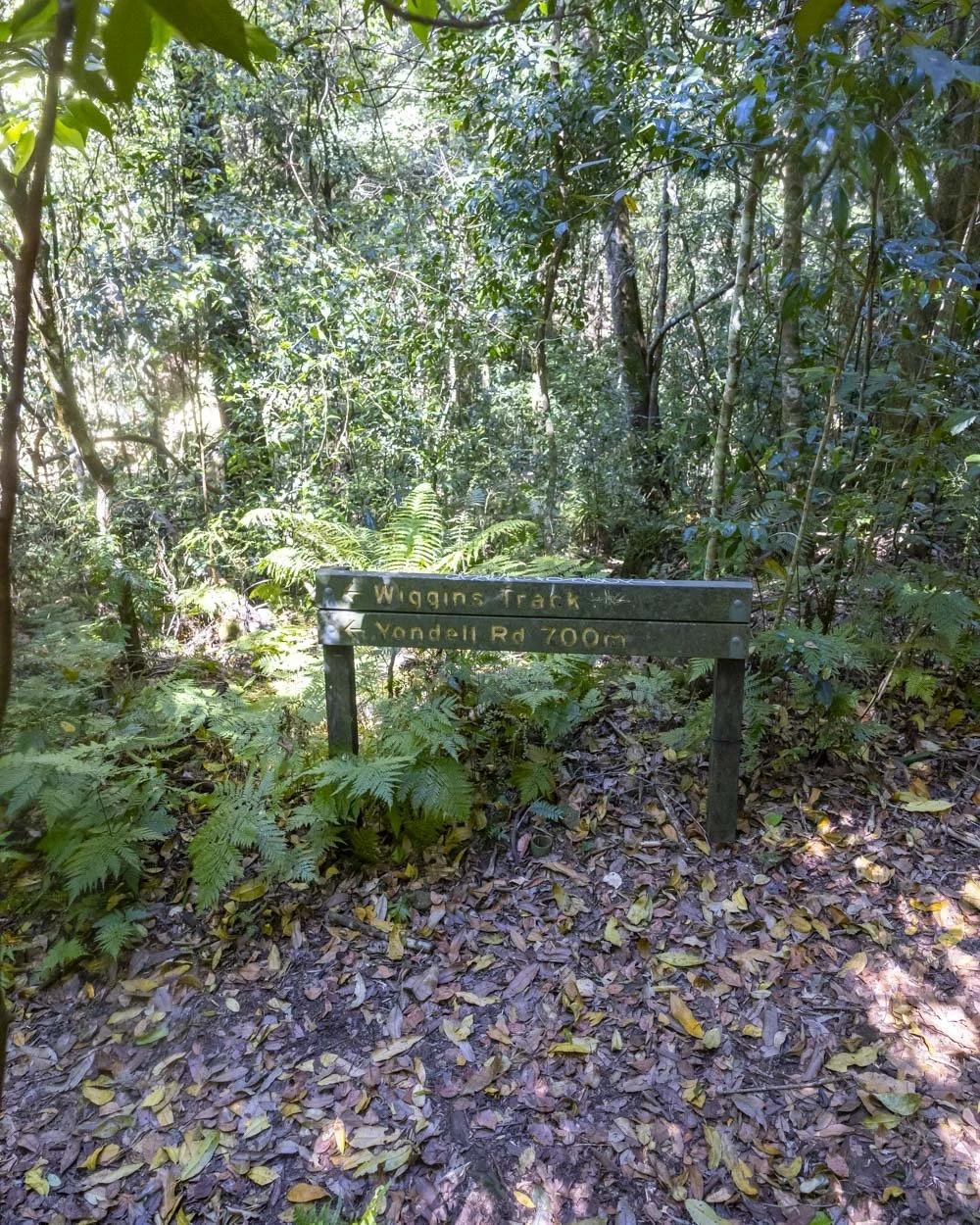Springwood Lagoon: a gorgeous family friendly swimming hole in the Blue ...