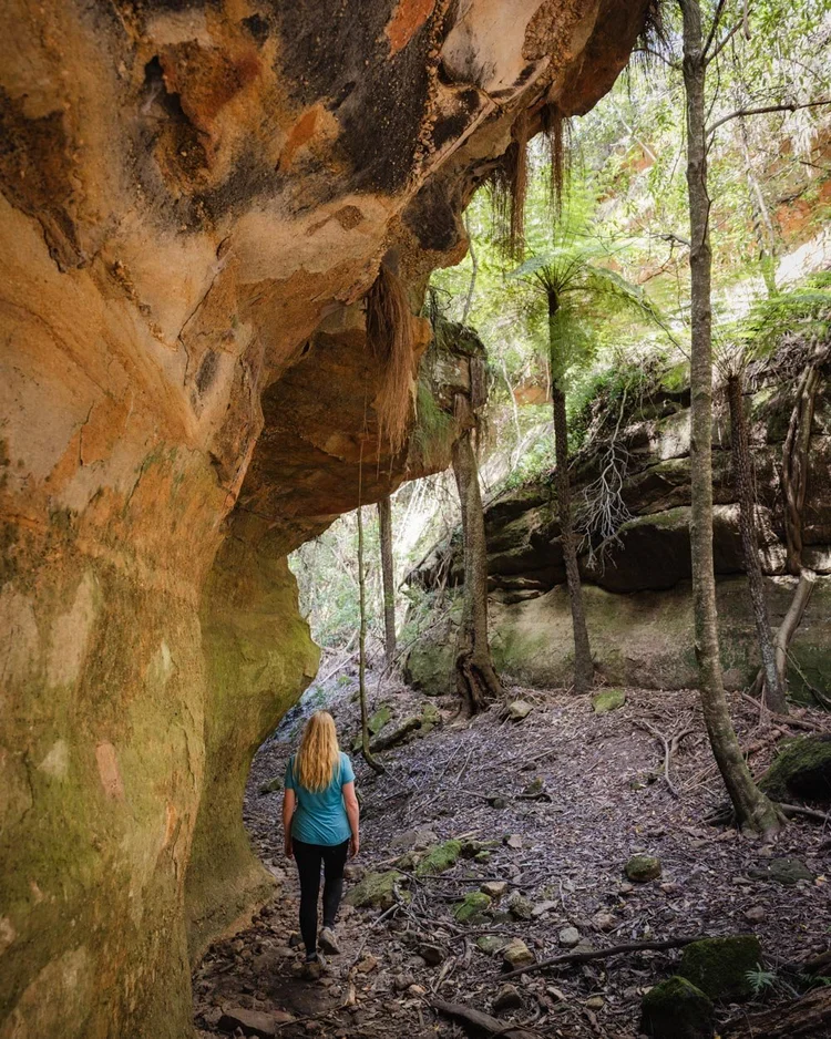 Ferntree Gully: a magical gully and rainforest walk near Mudgee — Walk ...