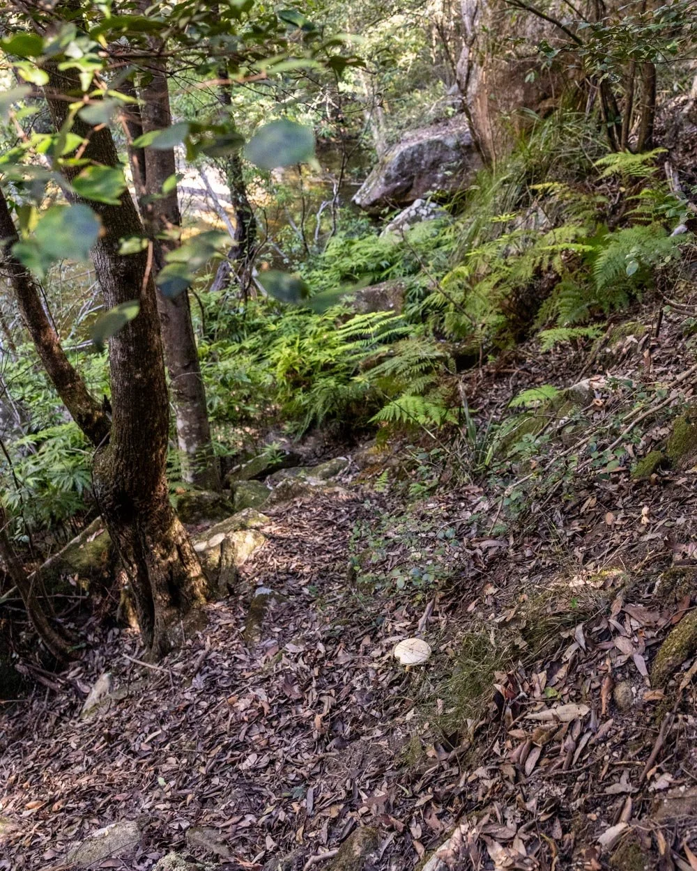 Valley Heights Waterfall: a secluded wild swimming spot in the lower ...