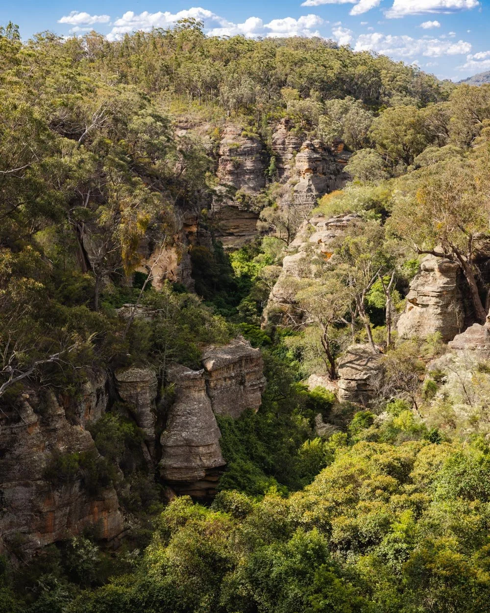 Ferntree Gully: a magical gully and rainforest walk near Mudgee — Walk ...