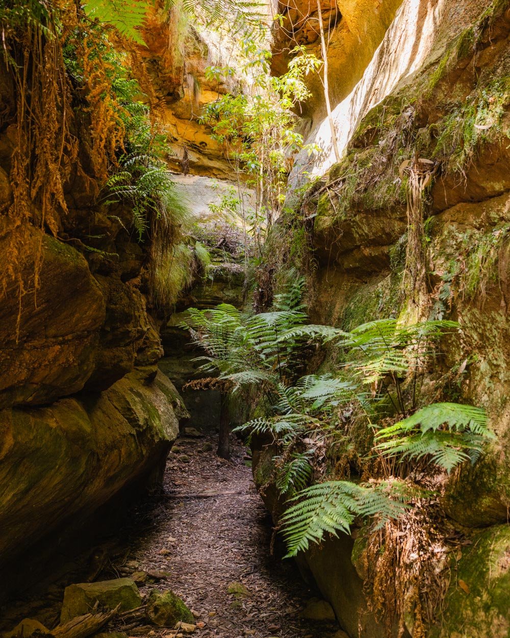 Ferntree Gully: a magical gully and rainforest walk near Mudgee — Walk ...