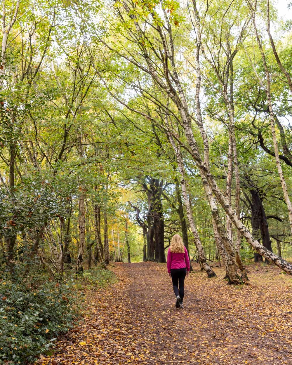 An easy Sherwood Forest walk that showcases the best of the forest ...