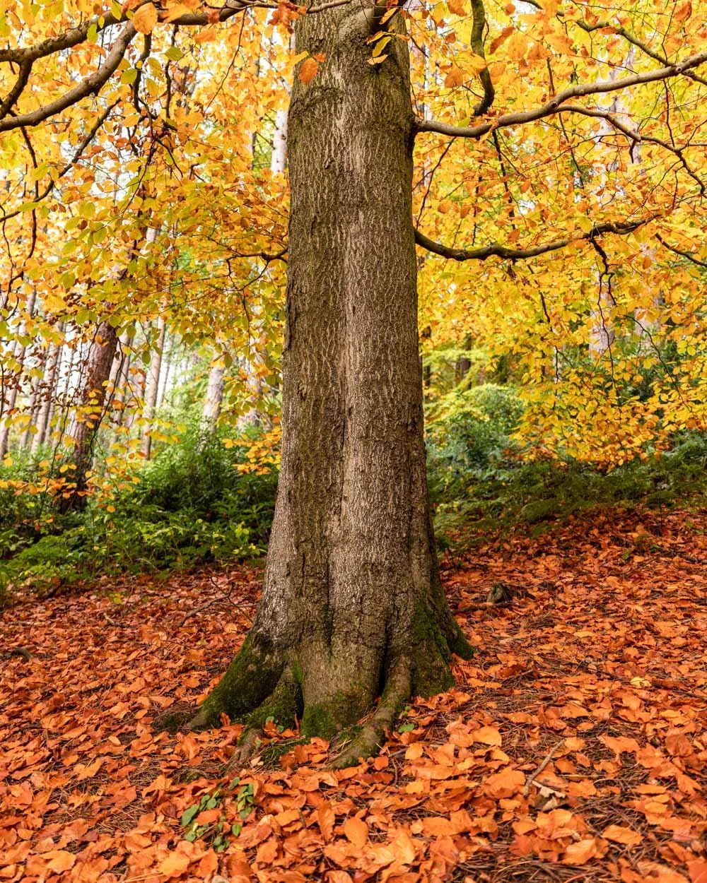 The best Upper Derwent Valley walk for spectacular autumn colour — Walk ...