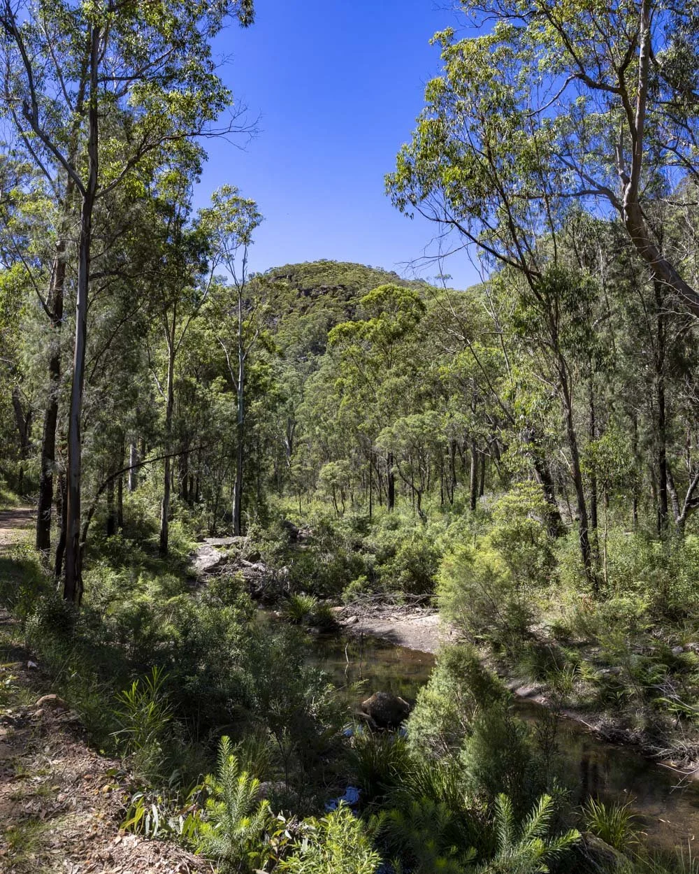 Couridjah Corridor Track: blue gums and wild swimming in the Southern ...