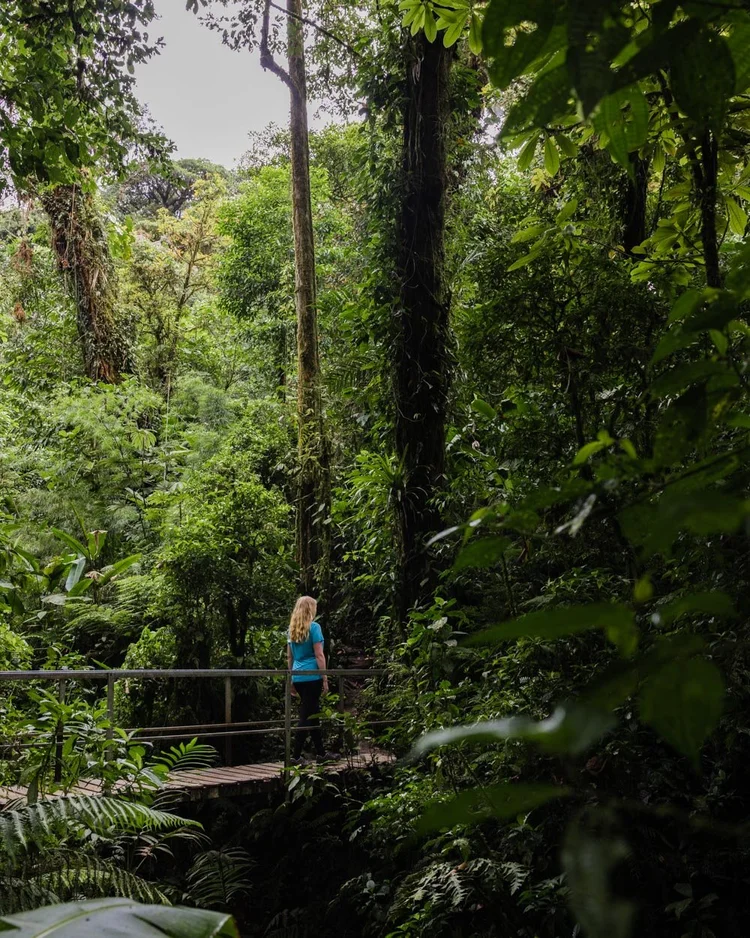 Santa Elena Cloud Forest Reserve: is this Costa Rica's most magical ...
