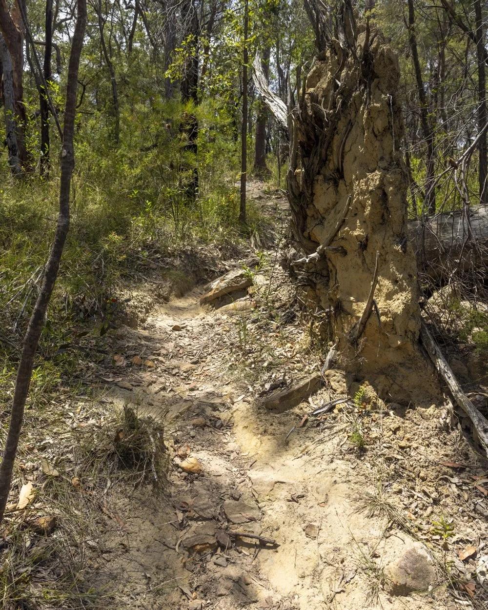 Crayfish Pool: is this the most enchanting swimming spot in the Blue ...