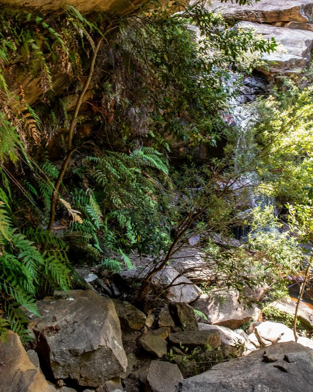 Crayfish Pool: is this the most enchanting swimming spot in the Blue ...