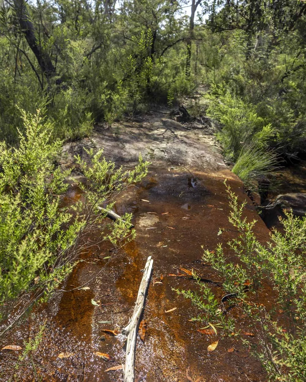 Dobsons Cave: a hidden swimming hole in the Southern Highlands — Walk ...