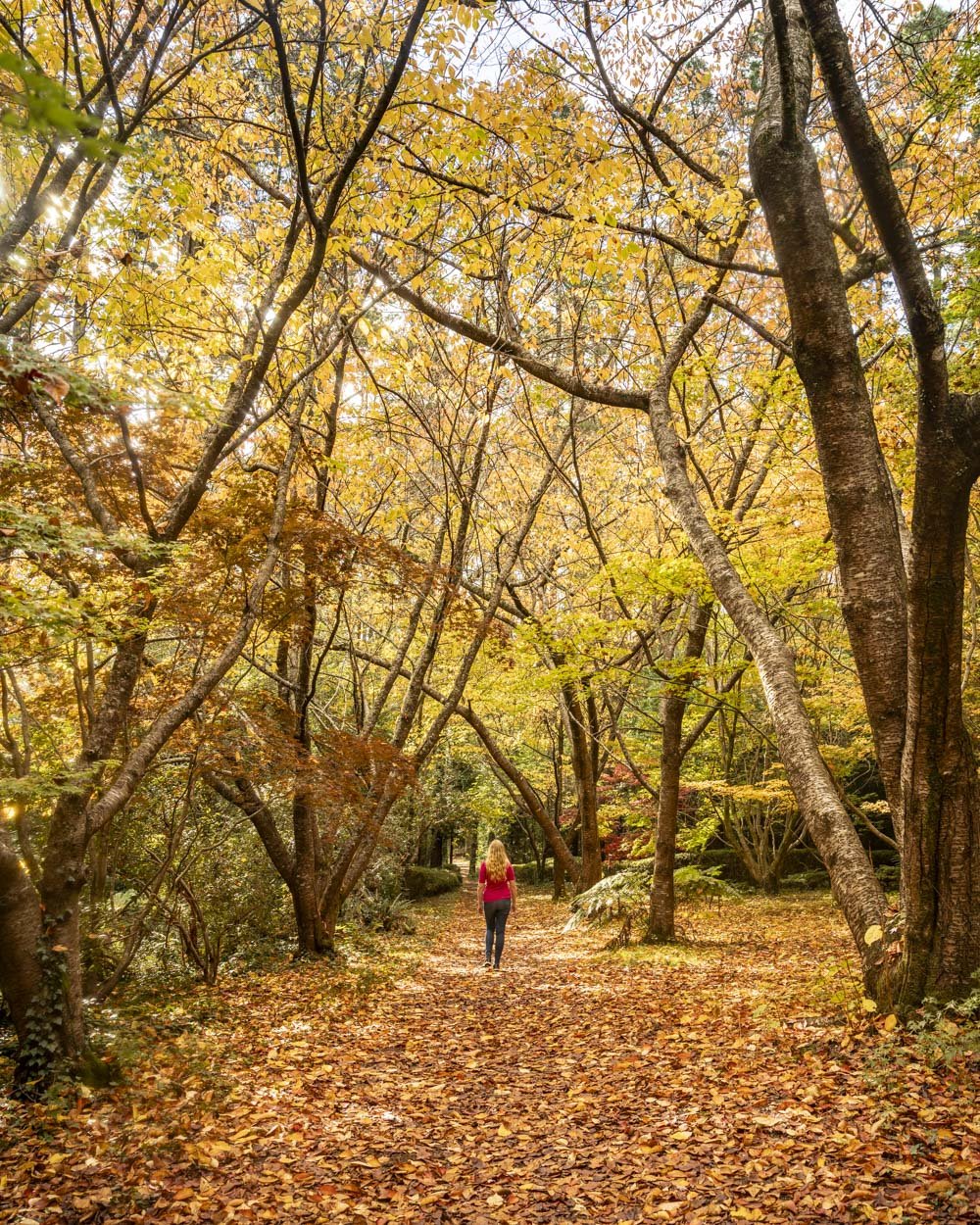 6 spectacular gardens in Mount Wilson for autumn colour — Walk My World