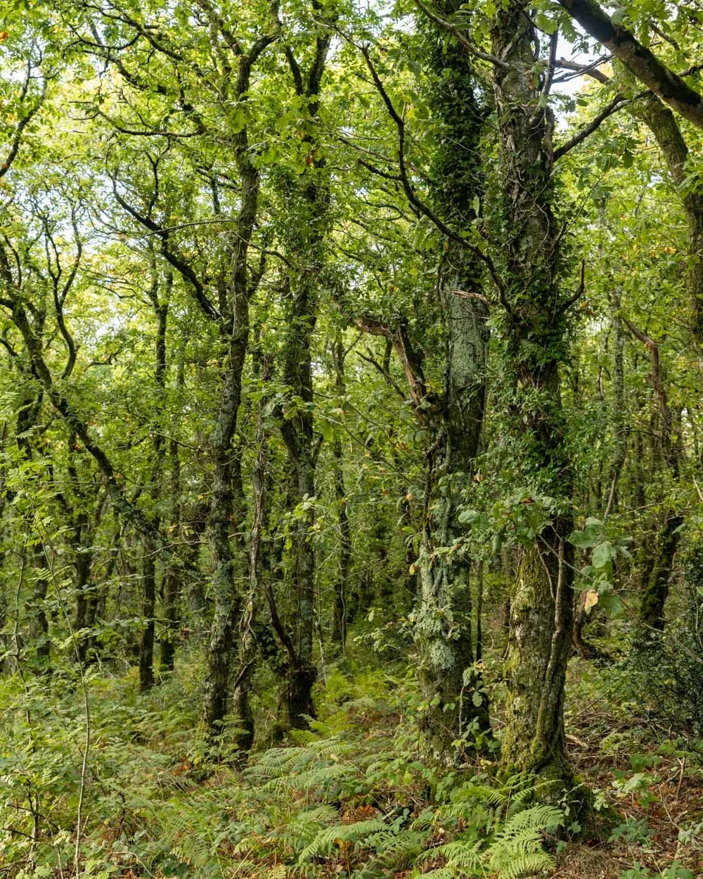 Pengelli Forest: a gorgeous easy circular walk through ancient woodland ...