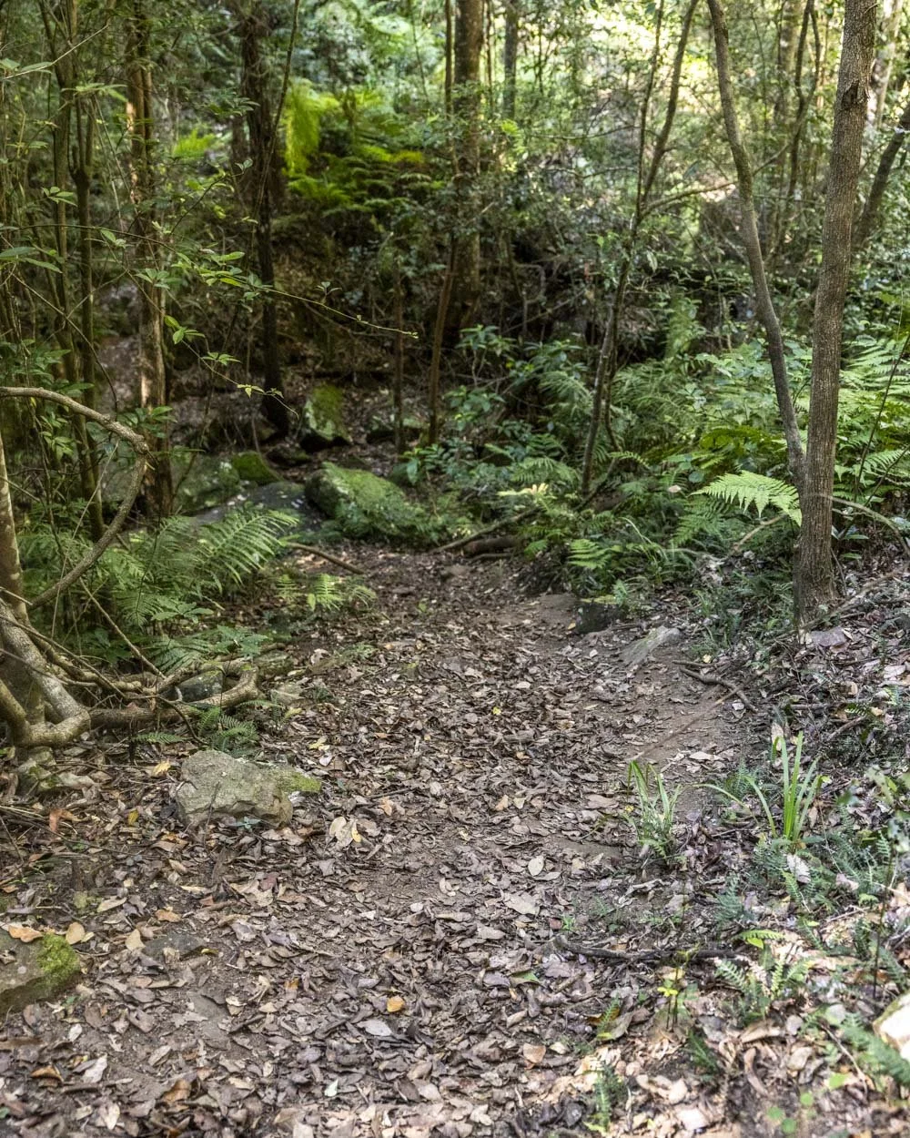 Faulconbridge Point: secluded wild swimming & epic sunset spot in the ...