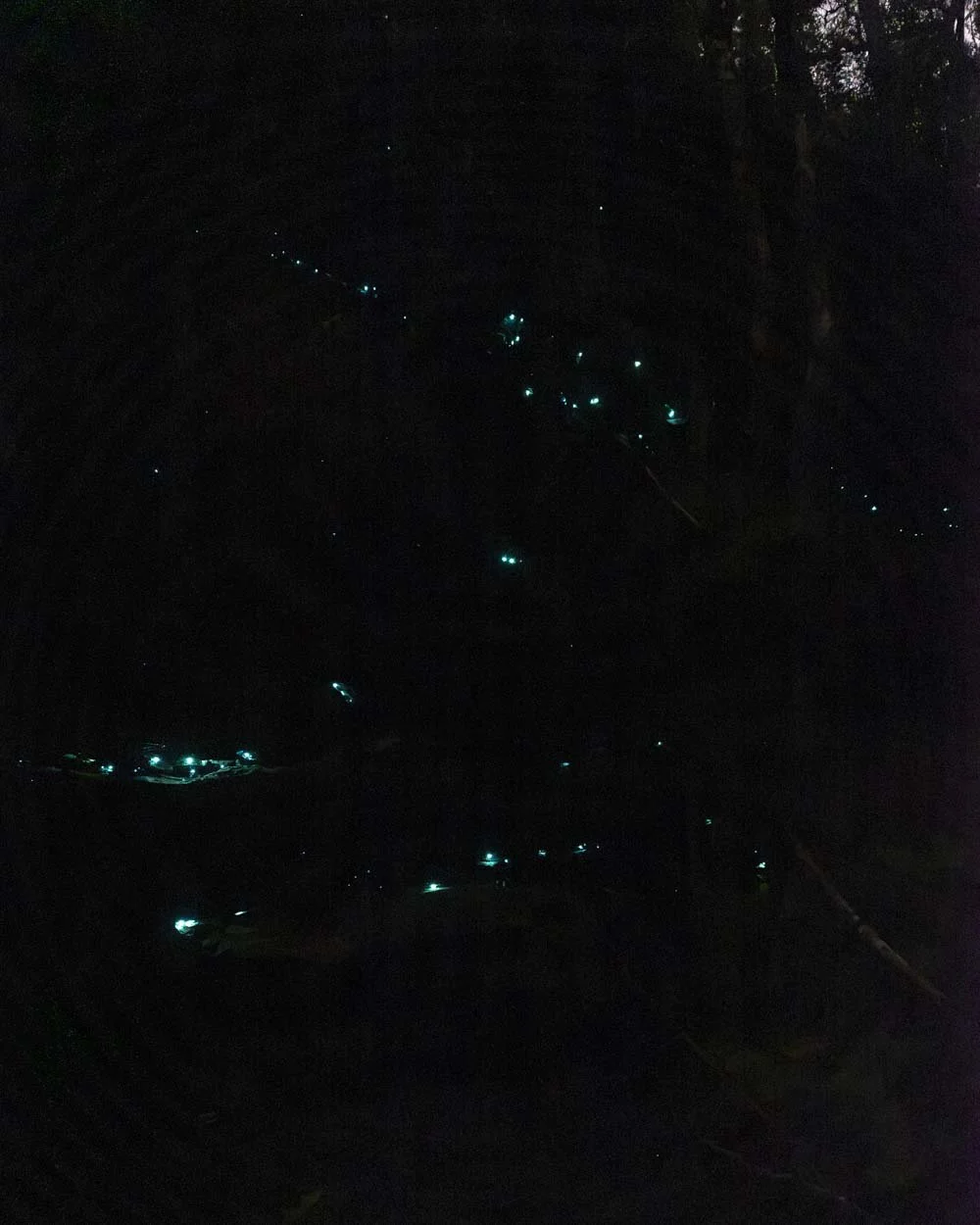 Our top tips for visiting Bundanoon's magical Glow Worm Glen — Walk My ...