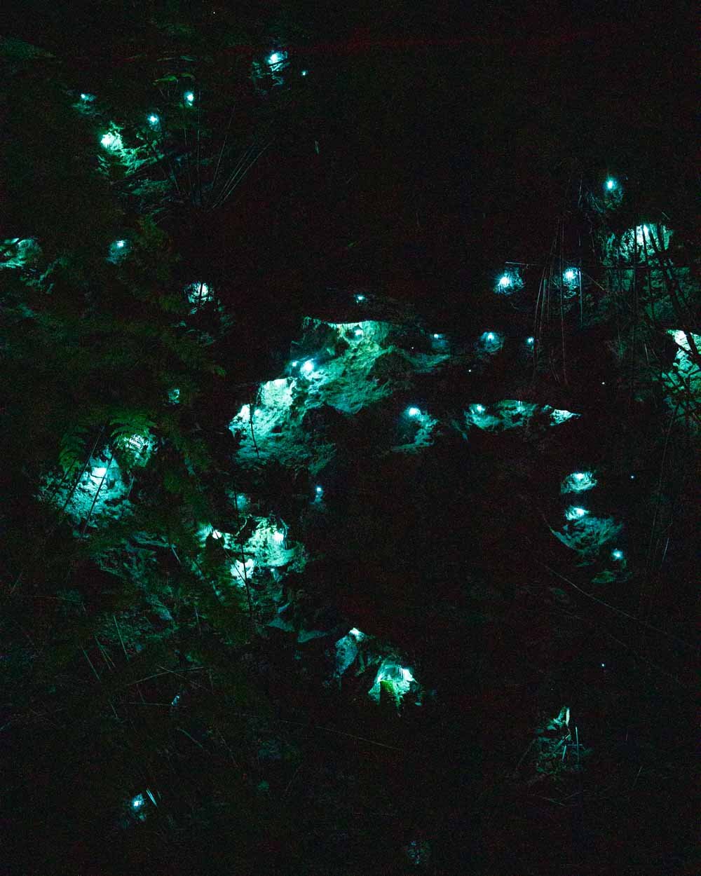 16 amazing places to see glow worms in New Zealand — Walk My World