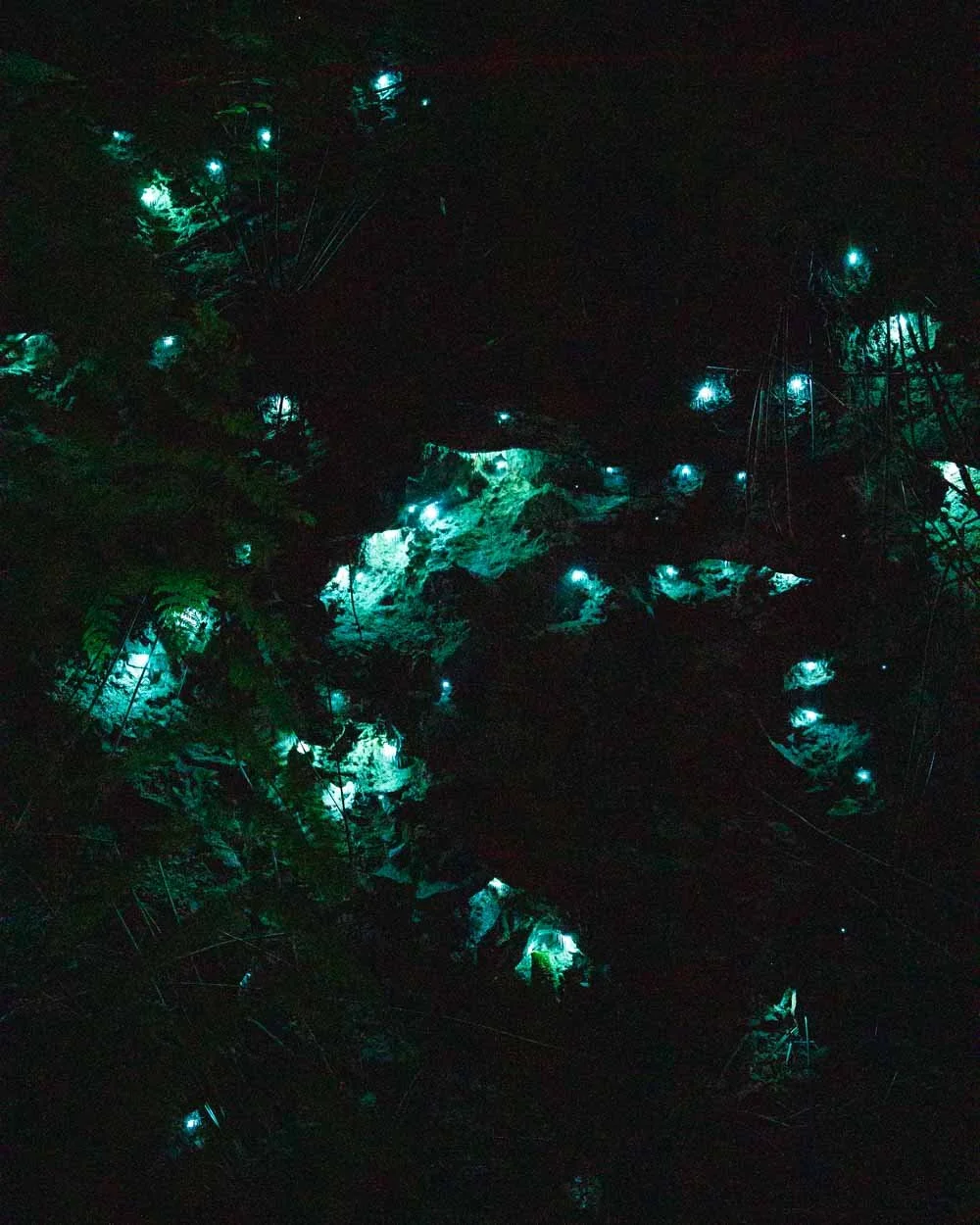 16 amazing places to see glow worms in New Zealand — Walk My World