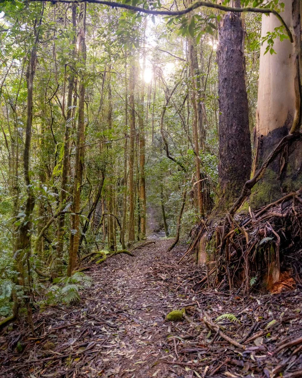 The secrets of Sharpes Creek: a turquoise river and glow worms! — Walk ...
