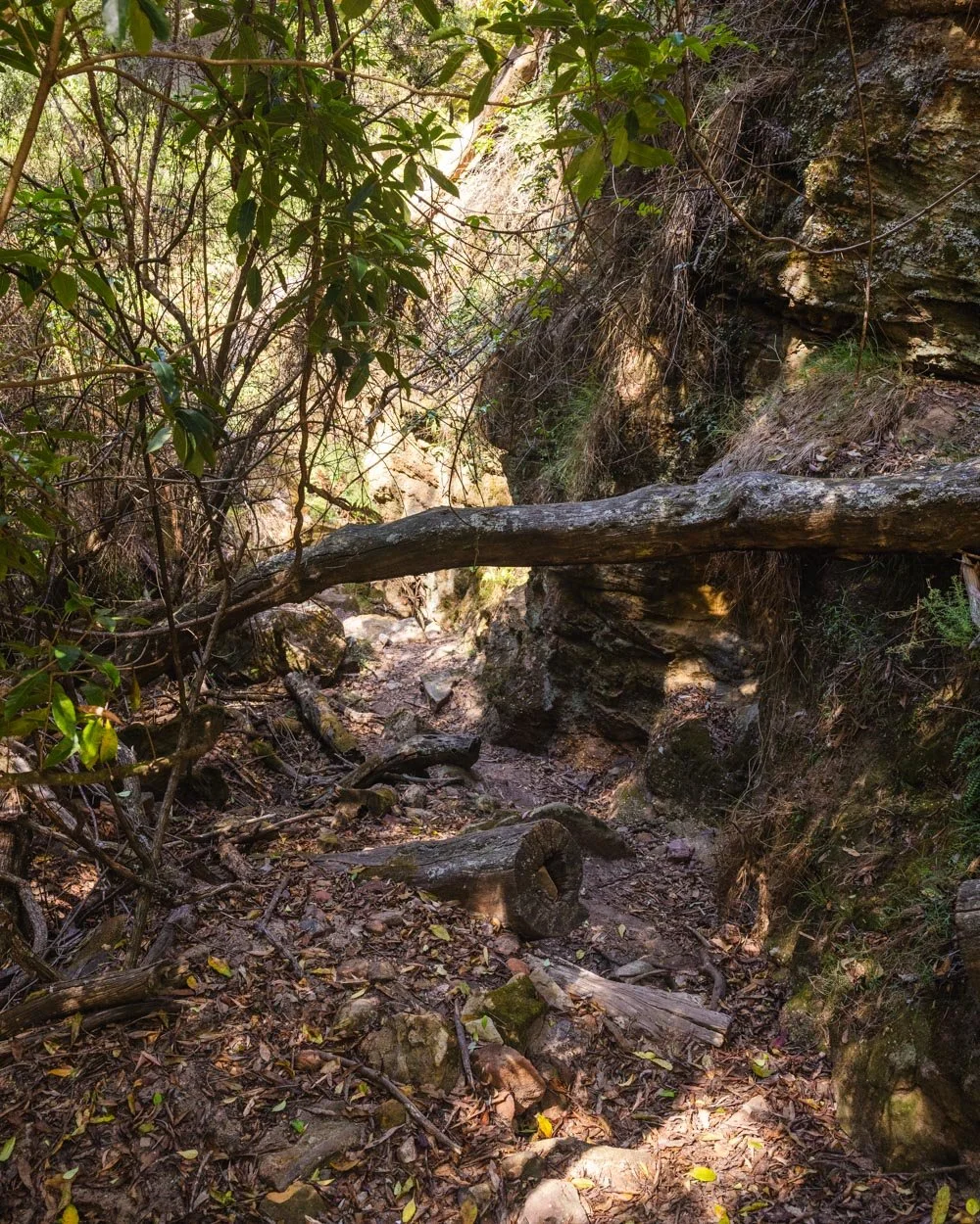 Ferntree Gully: a magical gully and rainforest walk near Mudgee — Walk ...