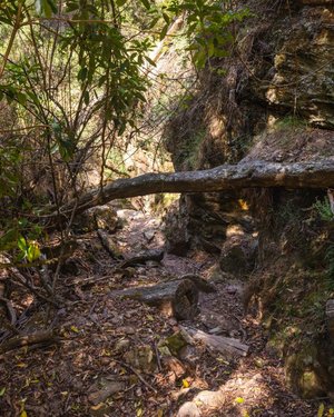 Ferntree Gully: a magical gully and rainforest walk near Mudgee — Walk ...