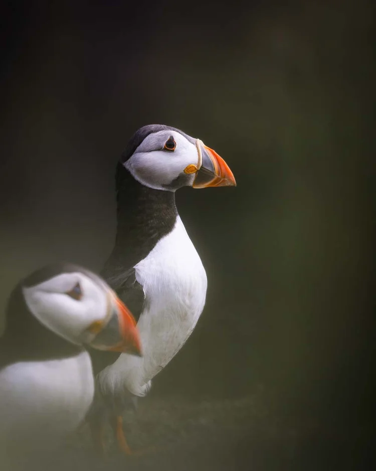 Skomer Island Puffins: is this the best wildlife experience in the UK ...