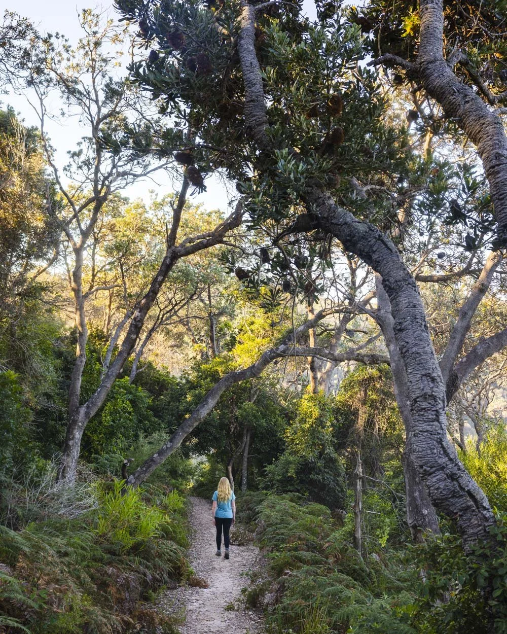 Steamers Beach: a wild & secluded beach in Jervis Bay — Walk My World