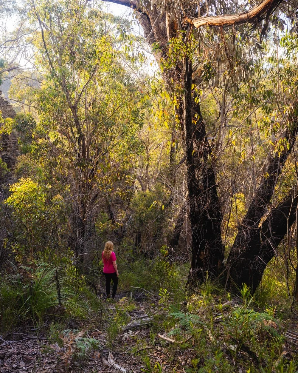 Pool of Diana: wild swimming in the Blue Mountains' hidden paradise ...