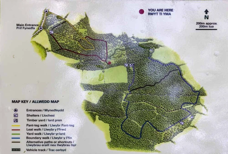 Pengelli Forest: a gorgeous easy circular walk through ancient woodland ...