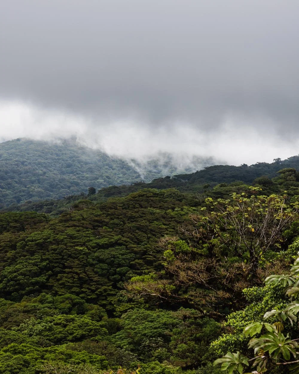 Santa Elena Cloud Forest Reserve: is this Costa Rica's most magical ...