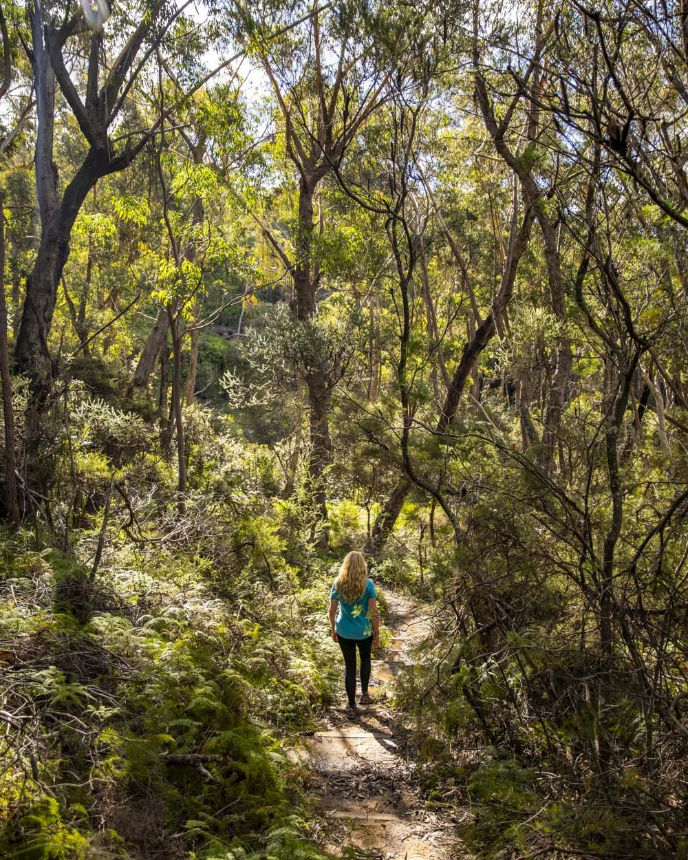 The Transit of Venus: three pretty waterfalls on one trail — Walk My World