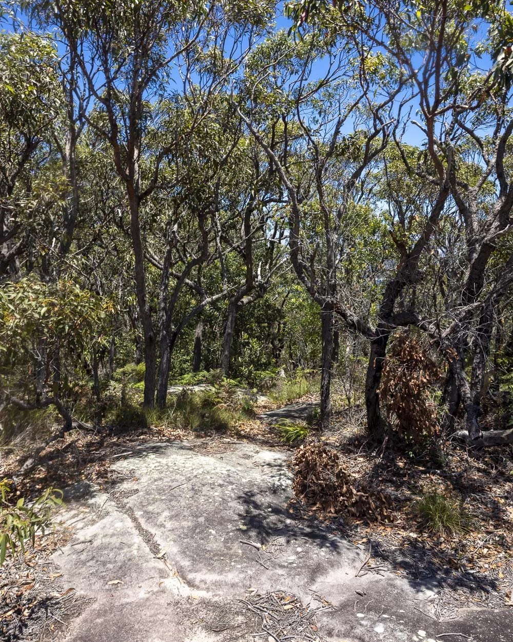 Iron Ladder Beach: is this the Central Coast's most adventurous beach ...