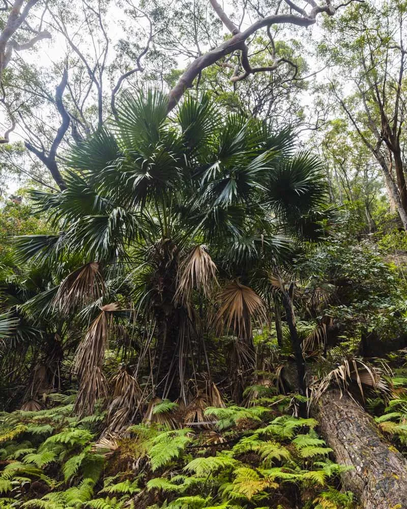 Pearly Ponds: a family friendly swimming hole on the Central Coast ...