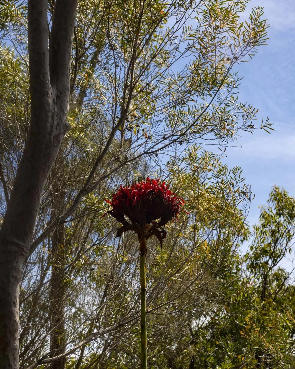 Miara Pool: a hidden swimming hole in Heathcote National Park — Walk My ...