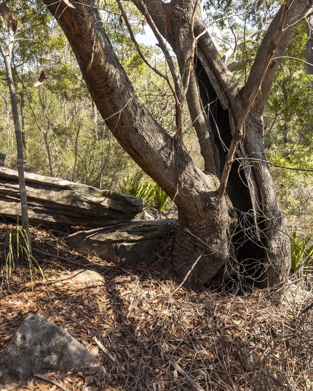 Kangaroo Pool: is this the most beautiful swimming spot in Royal ...