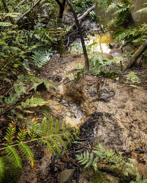 The Transit of Venus: three pretty waterfalls on one trail — Walk My World