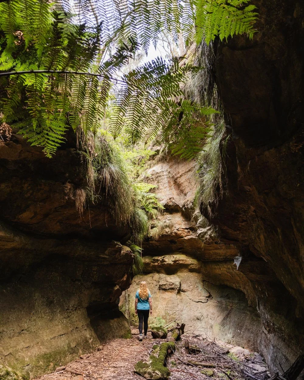 Ferntree Gully: a magical gully and rainforest walk near Mudgee — Walk ...