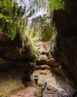 Ferntree Gully: a magical gully and rainforest walk near Mudgee — Walk ...